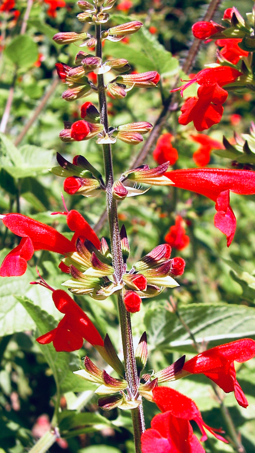 Scarlet Sage (Salvia coccinea) Red Sage Salvia Flower Heirloom Herb ...