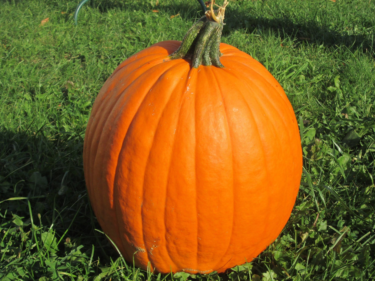 Pumpkin - Howden Pumpkin Jack-O-Lantern (Cucurbita pepo) Organic - Non ...