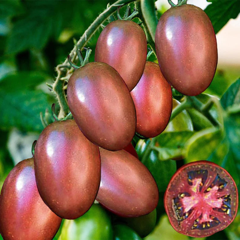 Tomato - Plum - Ukrainian Purple (Lycopersicum esculentum var. cerasif ...