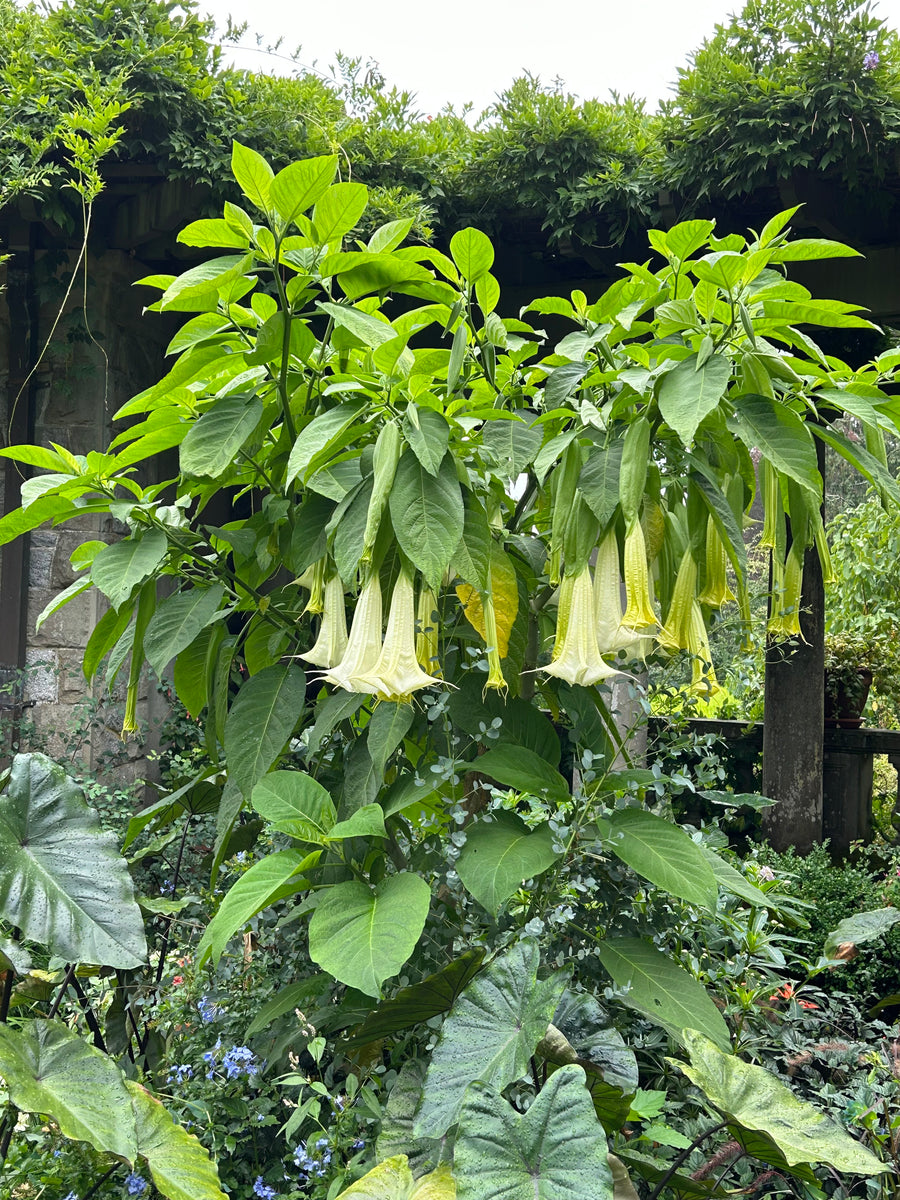 Yellow Angels Trumpet – Brugmansia (Brugmansia Suaveolens) Yellow Datu ...