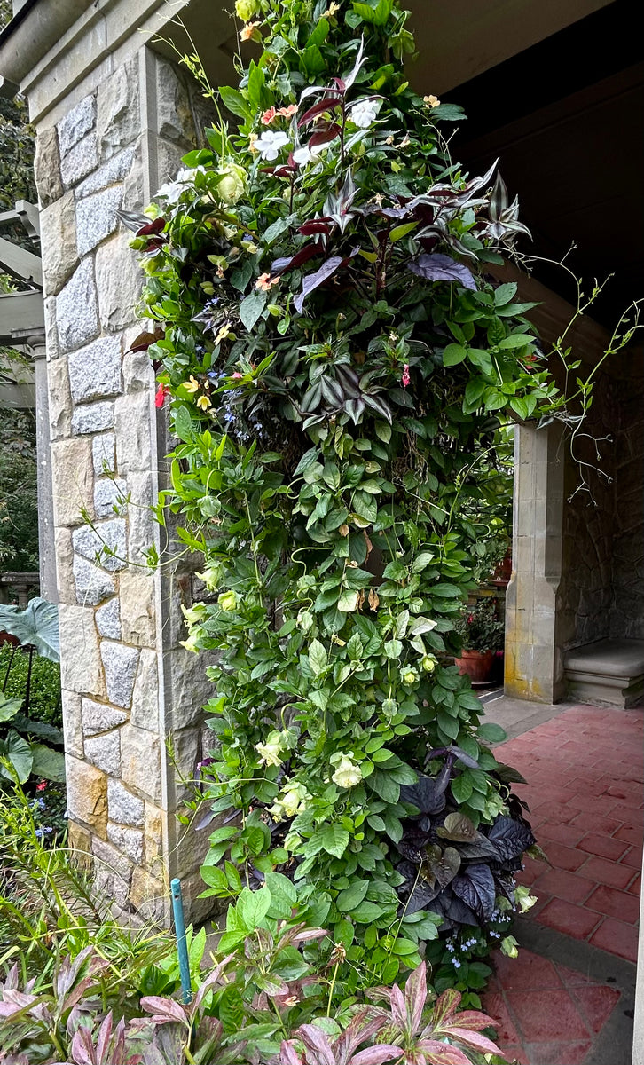Cup and Saucer - Alba (Cobaea scandens) Heirloom Open Pollinated White ...