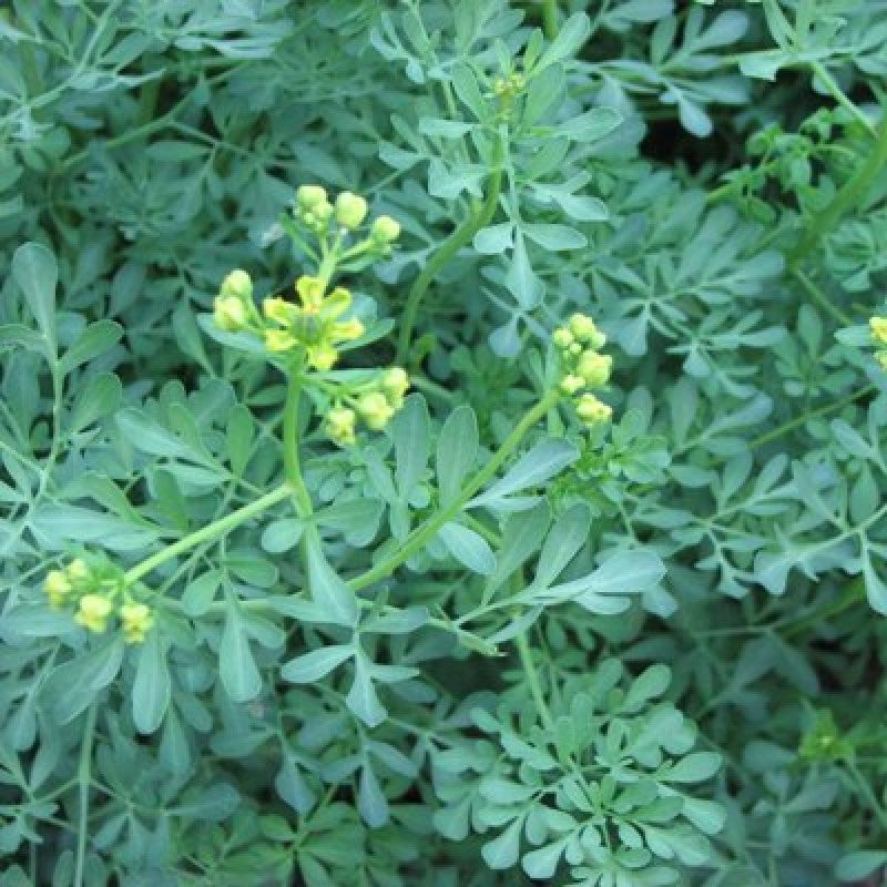 Ruta - Common Rue ( Ruta graveolens) Herb Of Grace Evergreen Ornamenta ...