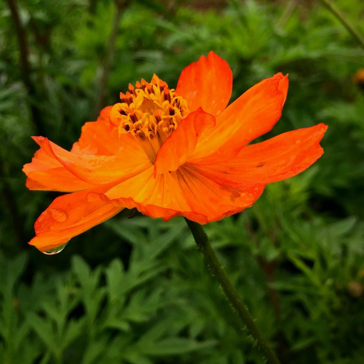 Cosmos - Tango - Sulpher Cosmos ( Cosmos sulphureus) Scarlet Orange Co ...