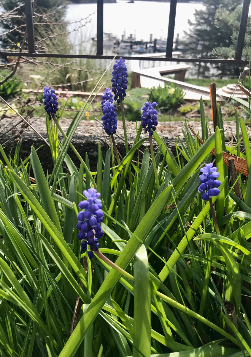 Muscari - Grape Hyacinth (Muscari neglectum) Common Grape Hyacinth Blu ...