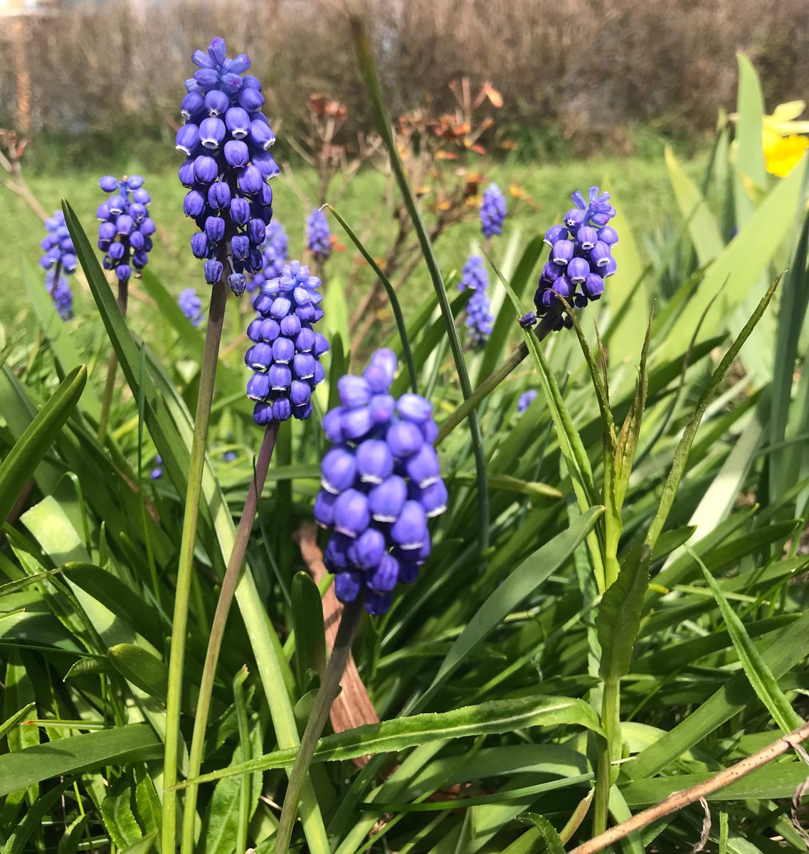 Muscari - Grape Hyacinth (Muscari neglectum) Common Grape Hyacinth Blu ...