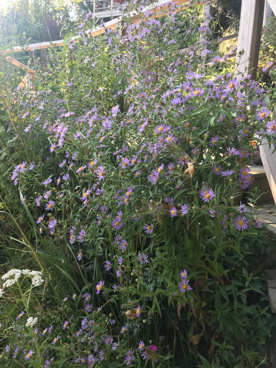 Aster - Douglas Aster (Symphyotrichum chilense) Pacific Aster Common C ...
