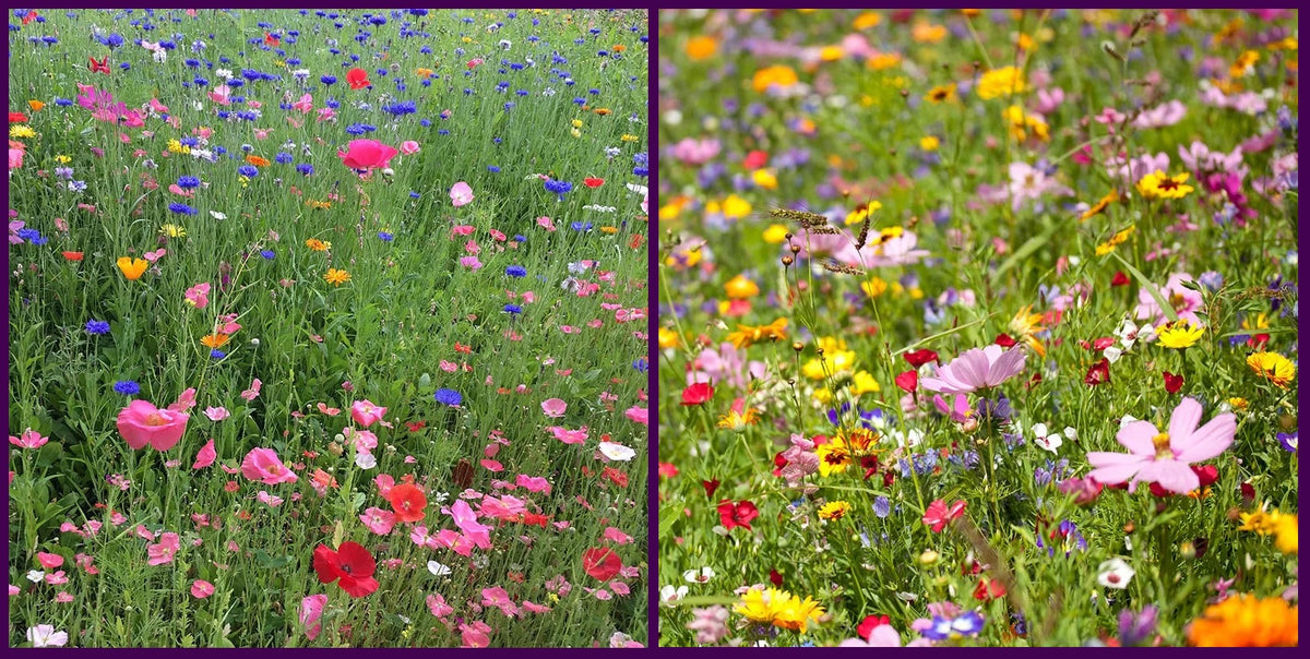 A to Z Wildflowers Bumbleseeds Wildflower Mix - Non GMO & Organic - Wi