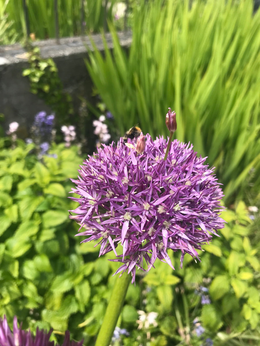 Allium Giant Globemaster (Allium Giganteum) Giant Allium Giganteum Pur ...