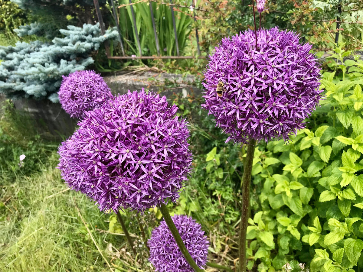 Allium Giant Globemaster (Allium Giganteum) Giant Allium Giganteum Pur ...