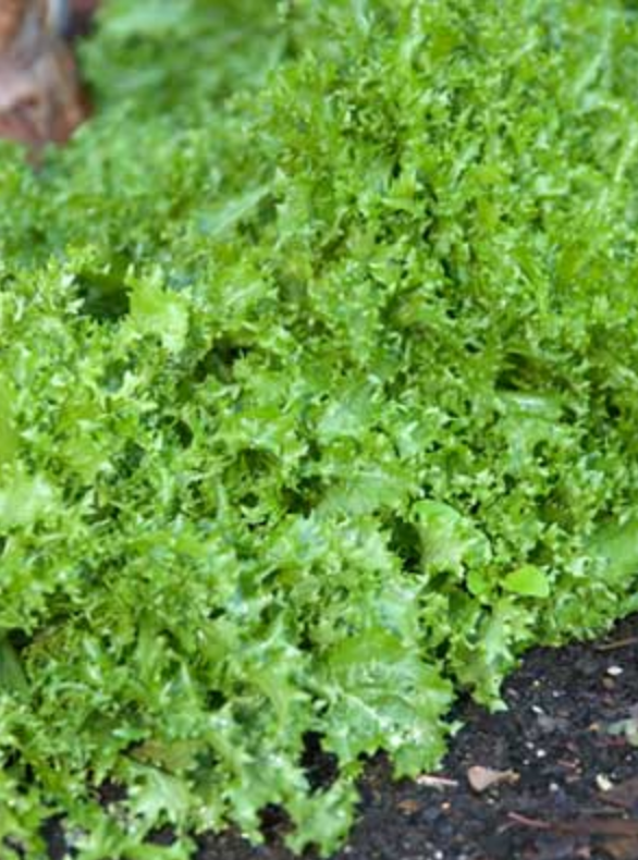 Endive - Full Heart Batavian Escarole ( Cichorium endivia) Endive Full ...