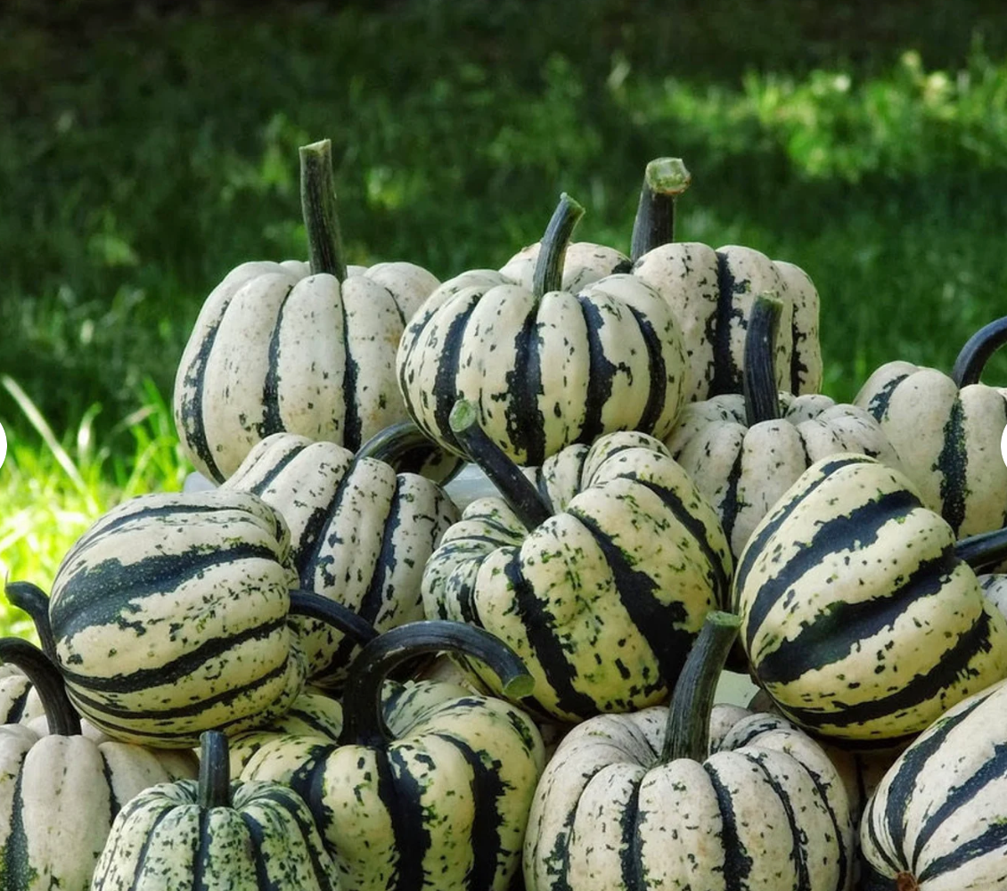 Squash - Sweet Dumpling Squash (Cucurbita pepo) Non GMO & Organic Wint ...