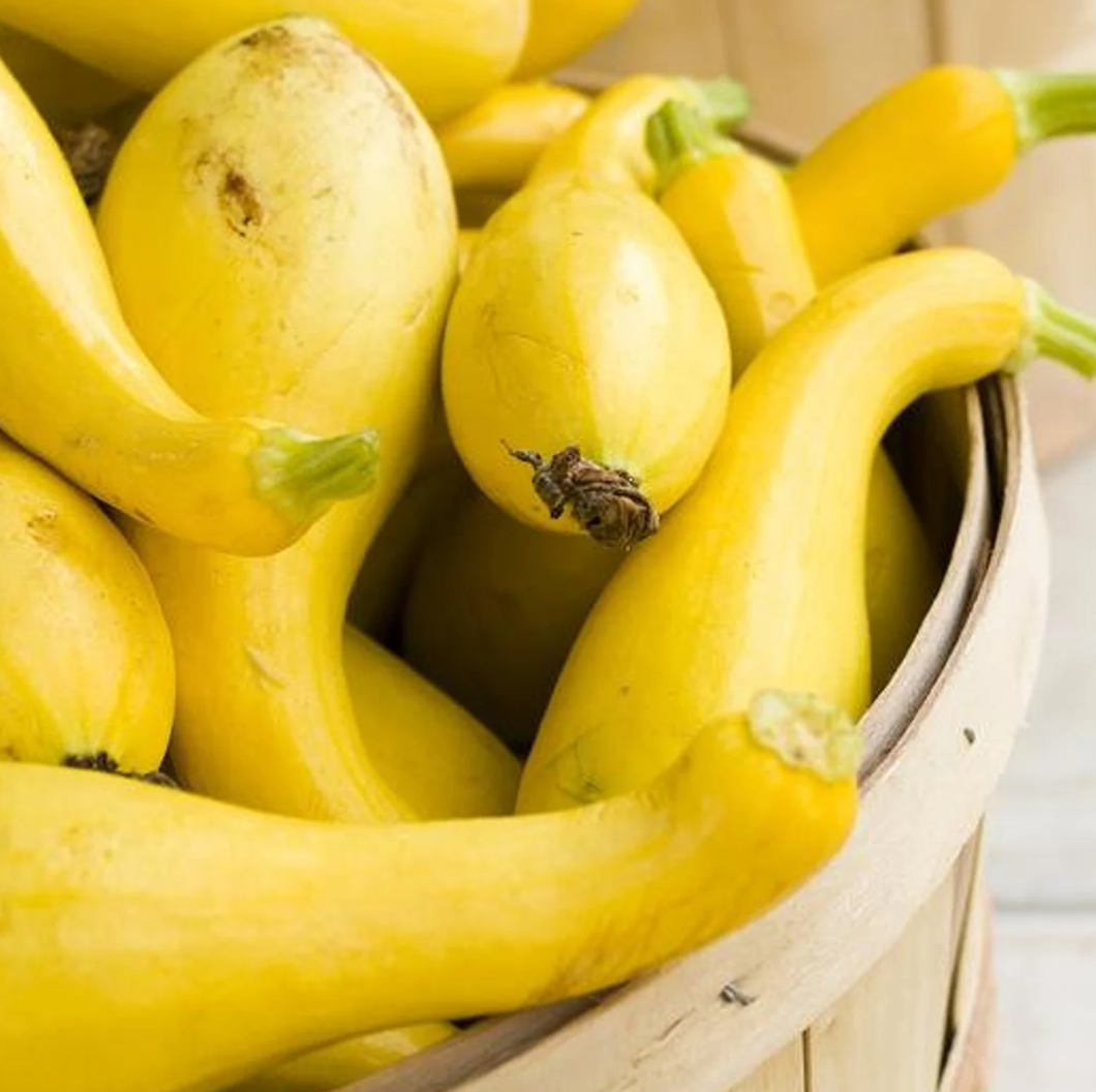 Squash - Yellow Crookneck (Curcubita pepo) Summer Swan Neck Squash Org ...