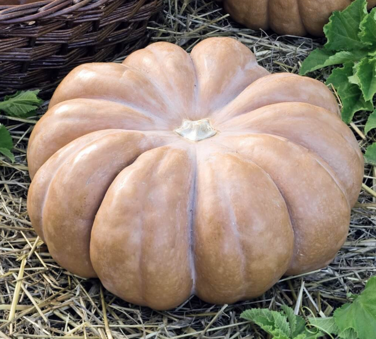 Squash - Calabaza de Castilla - Musquee de Provence or Fairy tale Squa ...