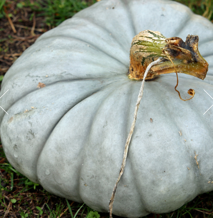 Squash - Queensland Blue (Curcubita pepo) Queensland Pumpkin Heirloom ...