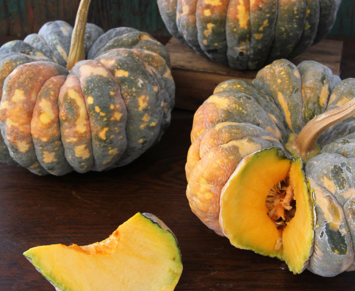 Squash - Chirimen (Cucurbita moschata) Organic Non GMO Japanese Kaboch ...