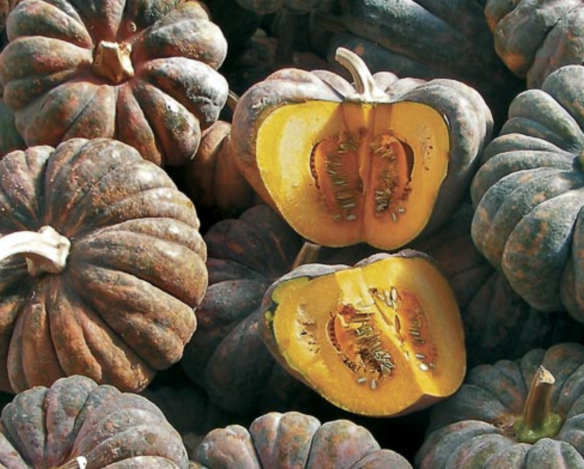 Squash - Chirimen (Cucurbita moschata) Organic Non GMO Japanese Kaboch ...