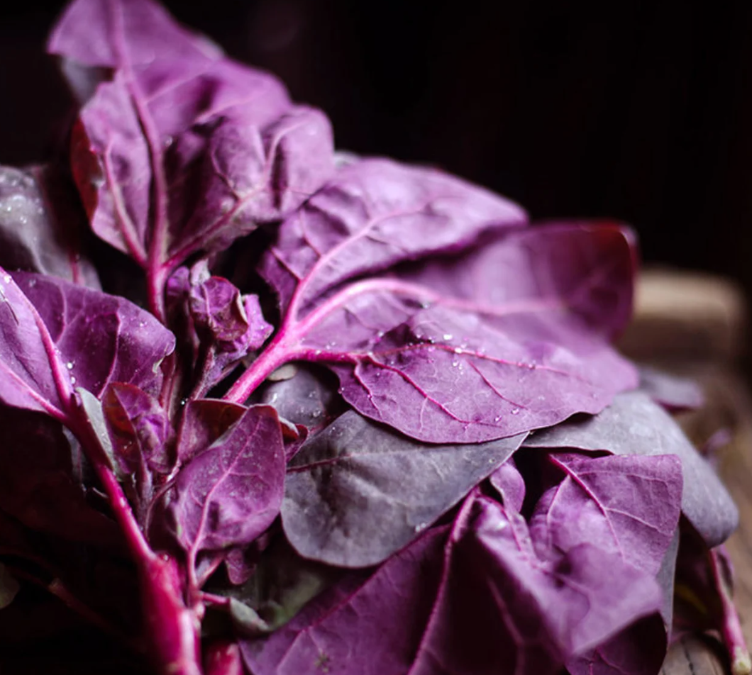 Orach - Purple (Atriplex hortensis) Mountain Spinach Non GMO Purple Or ...