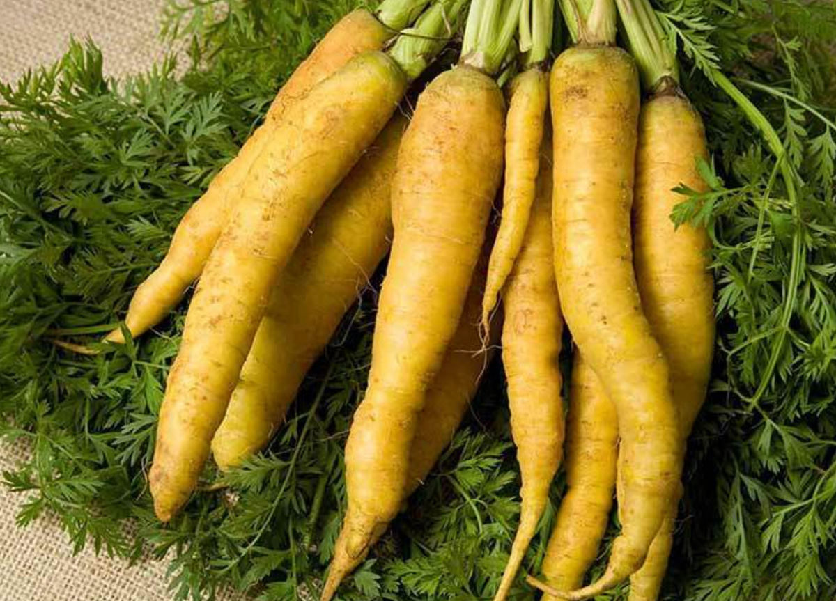 Carrot - Solar Yellow (Daucus carota var. sativus) Open-Pollinated Car ...