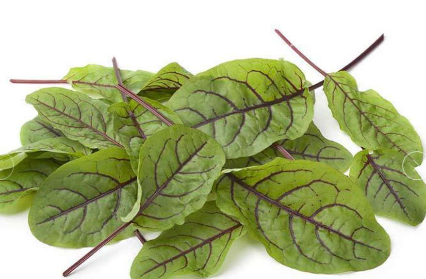 Sorrel - Red Veined (Rumex sanguineus) Red Sorrel Spinach Dock Non GMO ...