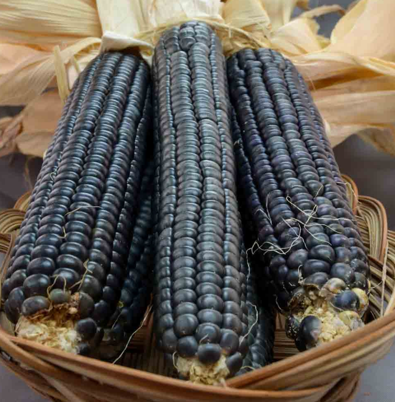 Corn - Blue Hopi (Zea mays) Organic Non GMO Ancient Blue Corn Heirloom ...