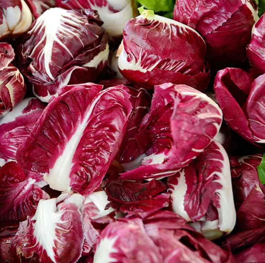 Chicory - Italian - Palla Rossa Radicchio (Cichorium intybus) Radicchi ...