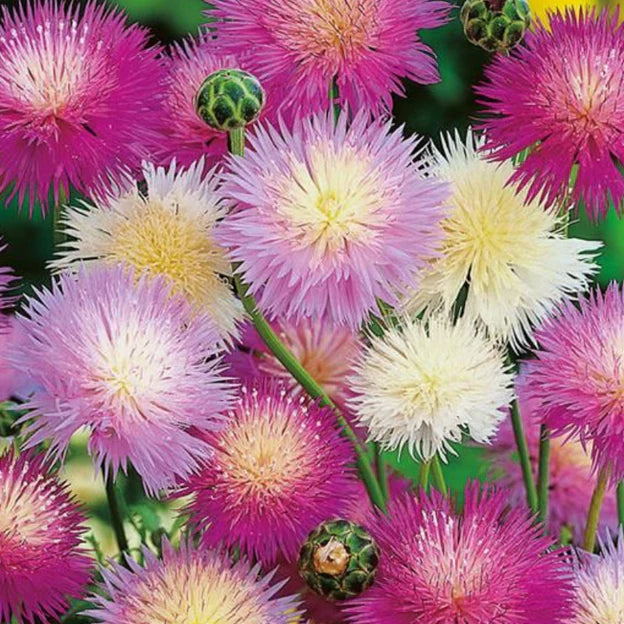 Sweet Sultan - Amberboa (Amberboa Moschata) Thistle Like Honey Scented ...