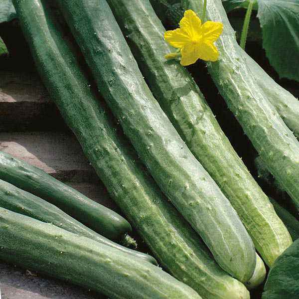 Cucumber - Asian- Suyo Long (Cucumis sativus) Chinese Heirloom Non GMO ...