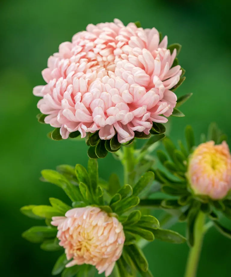 Aster – Tower Chamois (Callistephus chinensus) Apricot Flowers Tower C ...