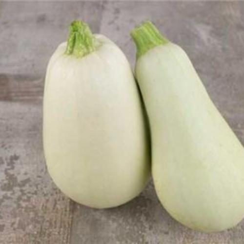Squash - Bianco Lungo - Courgettes Bianca Di Sicilia Zucchini Italian ...