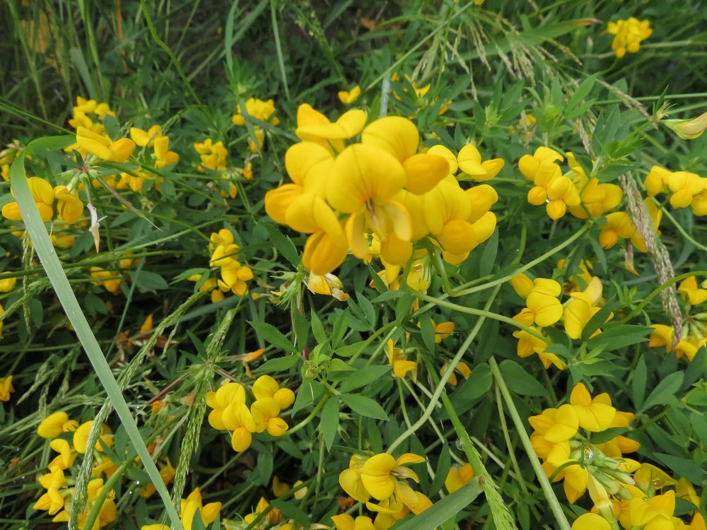 Bird's Foot Trefoil - Prairie Meadow Flower (Lotus corniculatus) Eggs ...