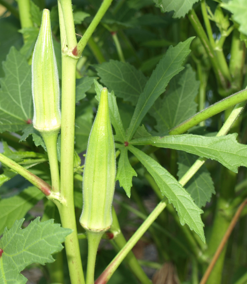 Okra - Spineless (Abelmoschus esculentus) Clemson Ladies Fingers Non G ...