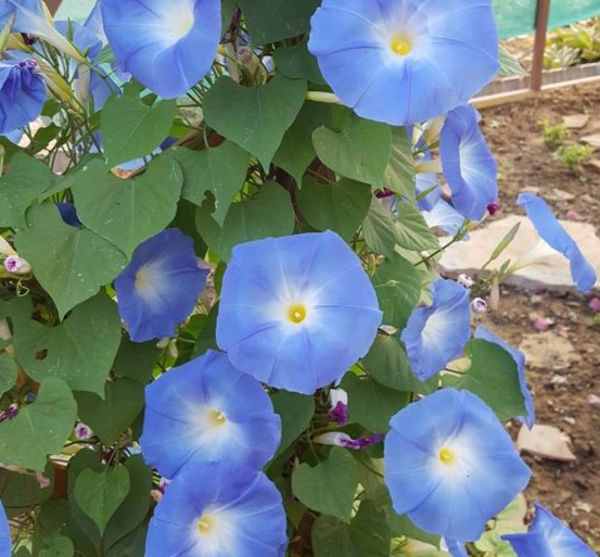 Morning Glory – Heavenly Blue (Ipomoea tricolor) 'Heavenly Blue' Climb ...