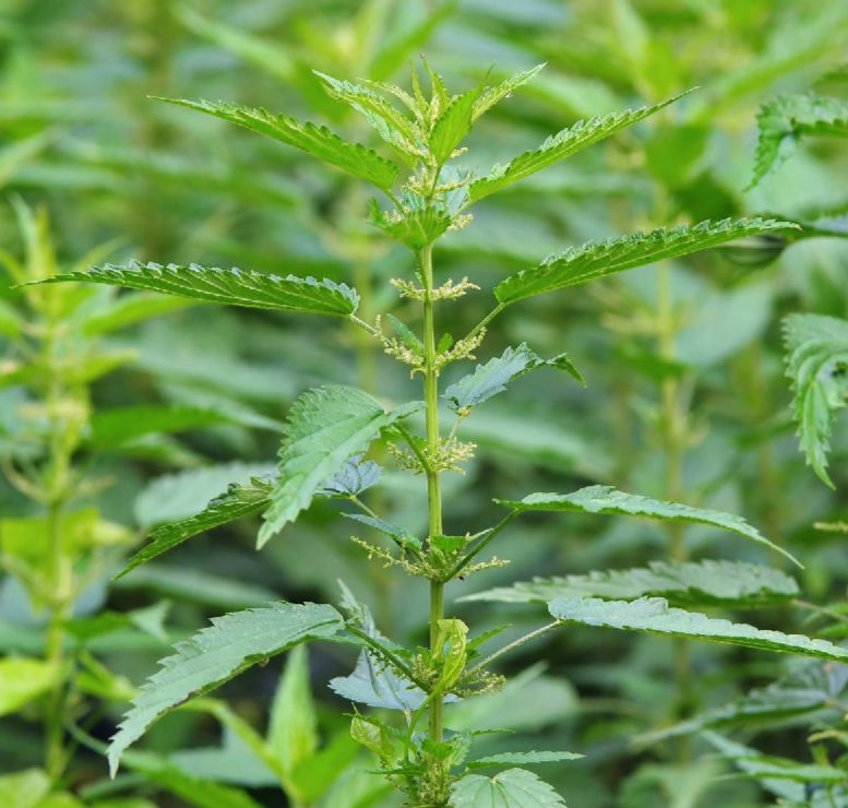 Nettle - Stinging Nettle (Urtica dioica) Common Nettle Medicinal Heirl ...