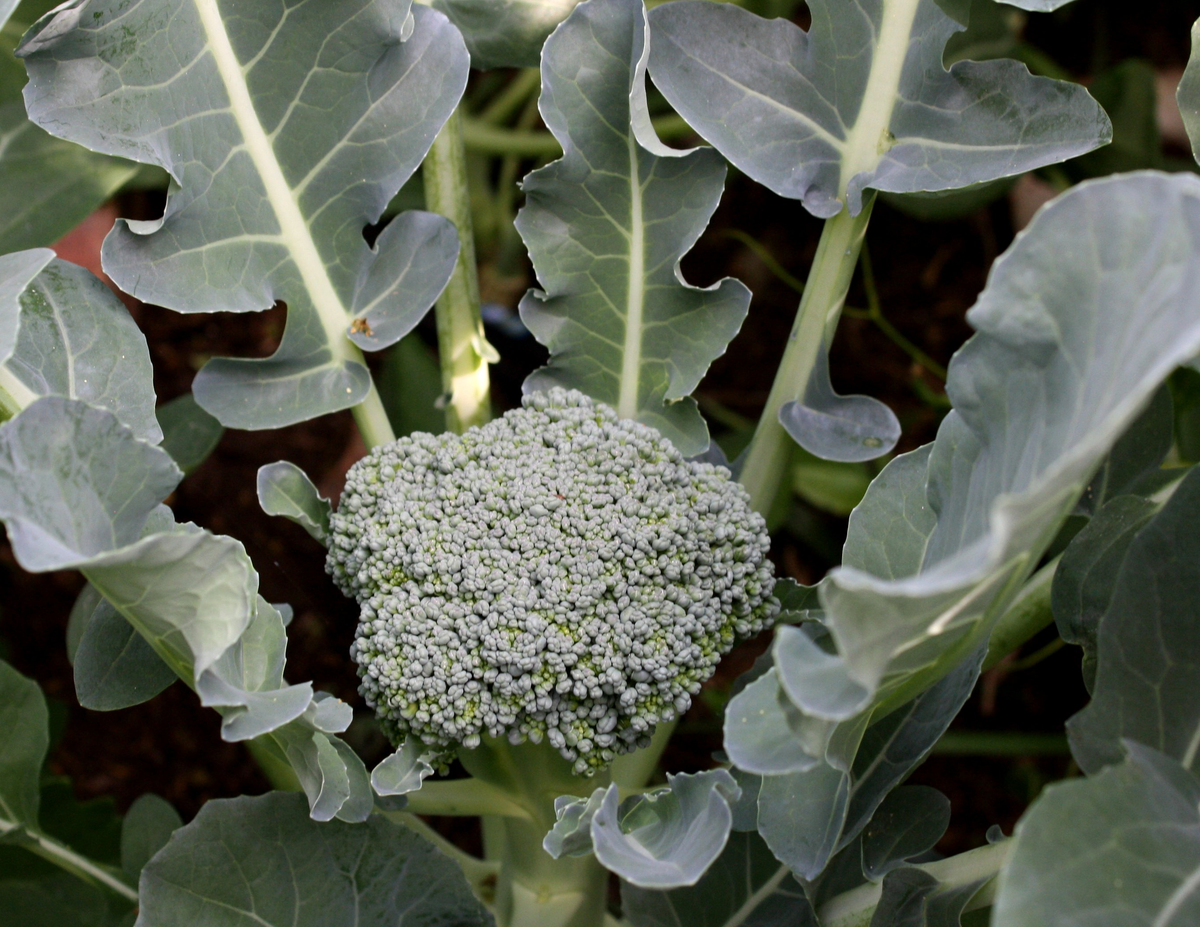 Broccoli - Calabrese (Brassica oleracea var. italica/calabrese) Calabr ...