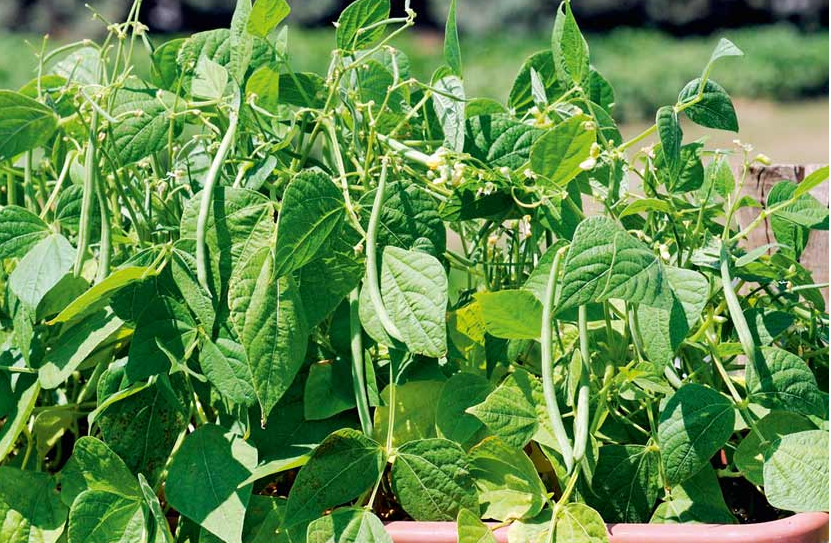 Bean - Bush Bean - Dwarf French (Phaseolus vulgaris) Dwarf French Bush ...