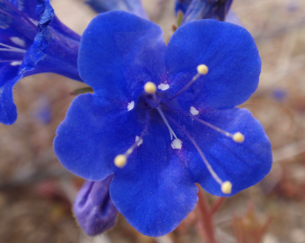 Phacelia - California Bluebell (Phacelia campanularia) California Blue ...