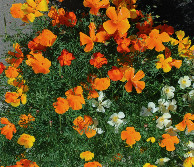 Poppy - California Poppy ( Eschscholzia californica) Mission Bells Flo ...