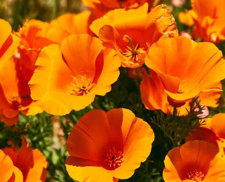 Poppy - California Poppy ( Eschscholzia californica) Mission Bells Flo ...