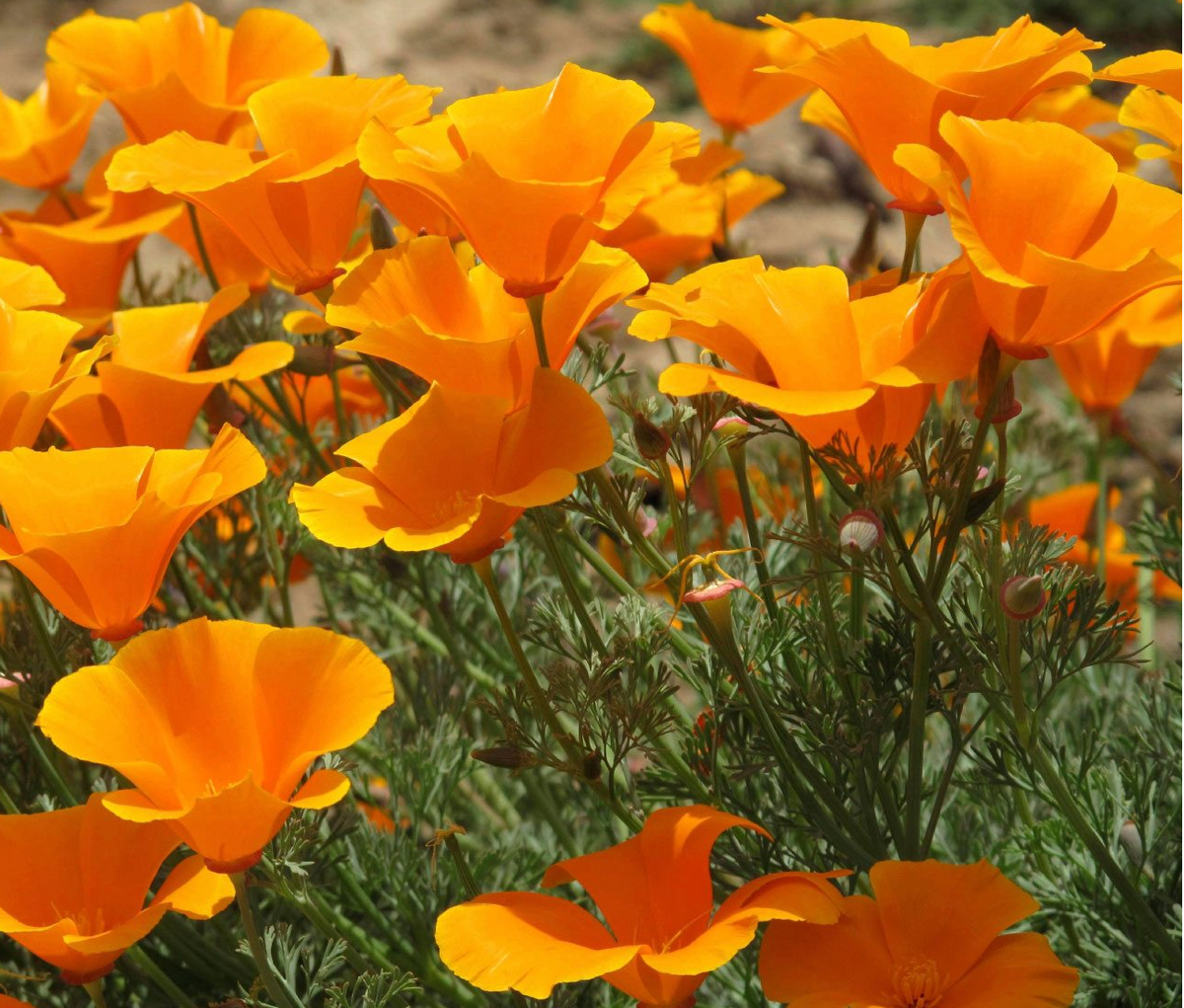 Poppy - California Poppy ( Eschscholzia californica) Mission Bells Flo ...