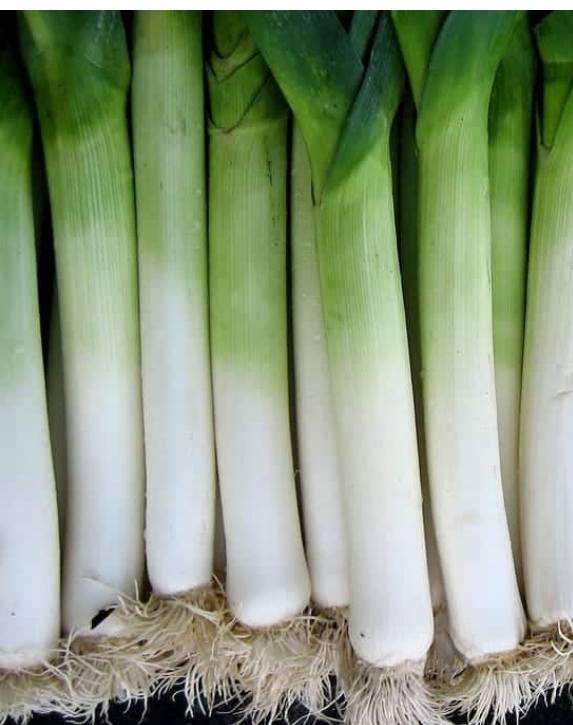 Leek - Carentan (Allium porrum Carentan) Non GMO & Organic Heirloom Le ...