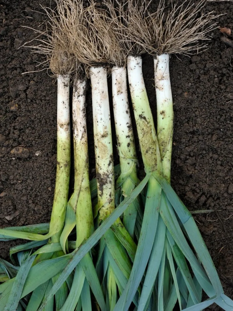 Leek - Carentan (Allium porrum Carentan) Non GMO & Organic Heirloom Le ...