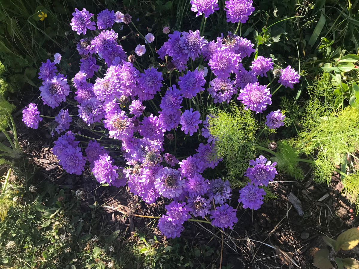 Chive - Common Chive (Allium schoenoprasum) Common Chives non GMO & Or ...
