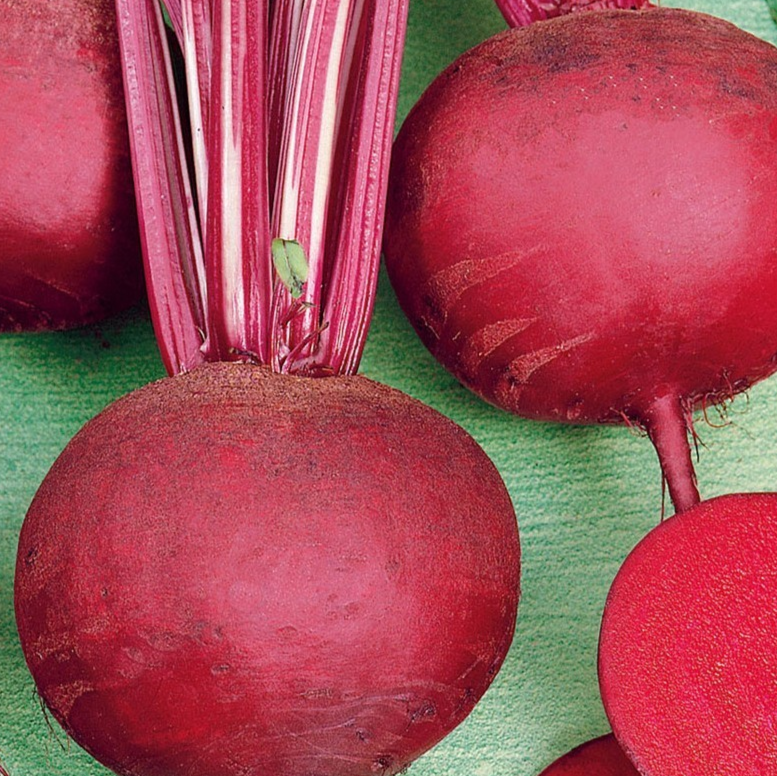 Beet – Detroit Dark Red (Beta vulgaris) Detroit Dark Red Beets Non GMO ...