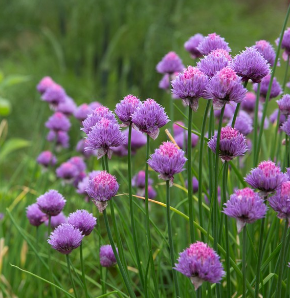 Chive - Garlic Chive (Allium tuerosum) Garlic Chives Open Pollinated n ...