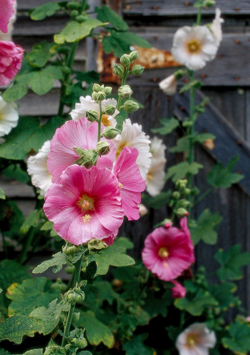 Hollyhock - Indian Spring (Althaea rosea) Indian Spring Hollyhocks Mal ...