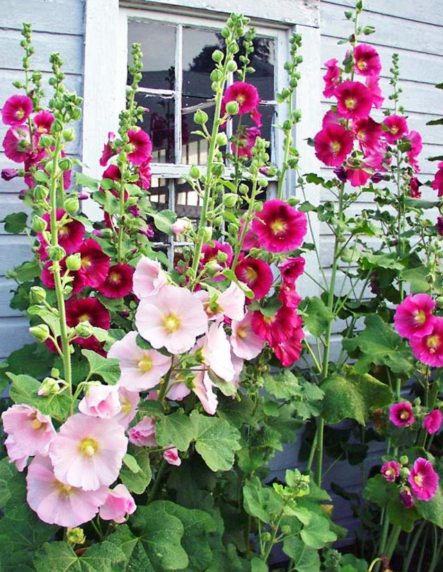 Hollyhock - Indian Spring (Althaea rosea) Indian Spring Hollyhocks Mal ...