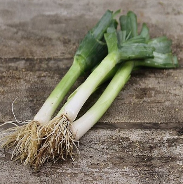Leek - Carentan (Allium porrum Carentan) Non GMO & Organic Heirloom Le ...