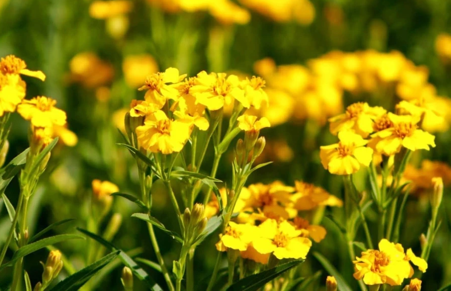 Tarragon - (Tagetes lucida) Mexican Winter Certified Organic & Non GMO ...