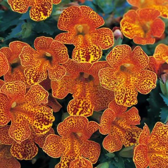 Allegheny - Monkey Flower (MIMULUS HYBRIDUS TWINKLE ORANGE) Mimulus Mi ...