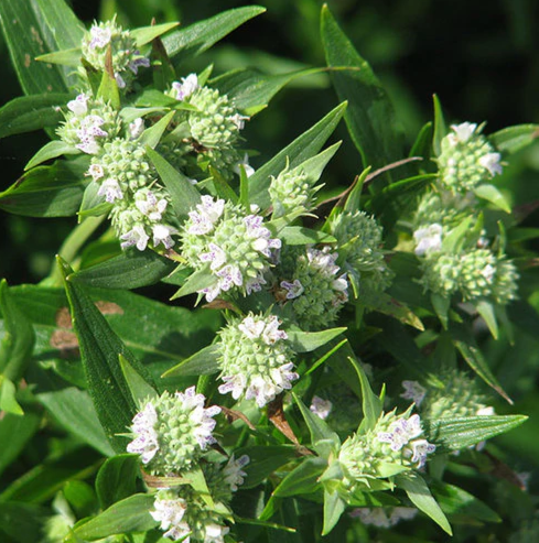 Mint - Mountain Mint – (Pycnanthemum Pilosum) Mountain Mint Pollinator ...